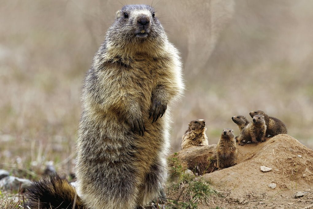 Quiz Marmottes - Animaux - Niveau Moyen | Culture Quizz