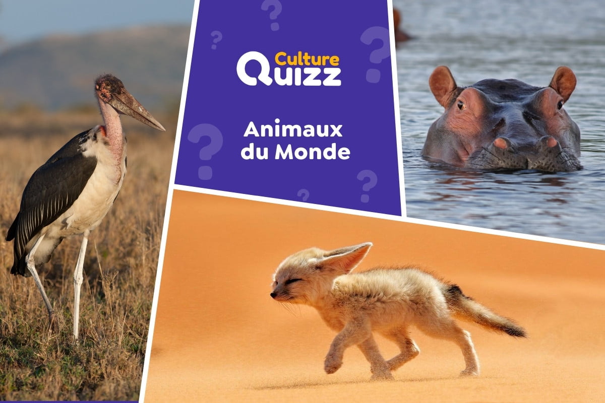 Quiz Animaux du Monde #6 - Animaux - niveau Difficile | Culture Quizz