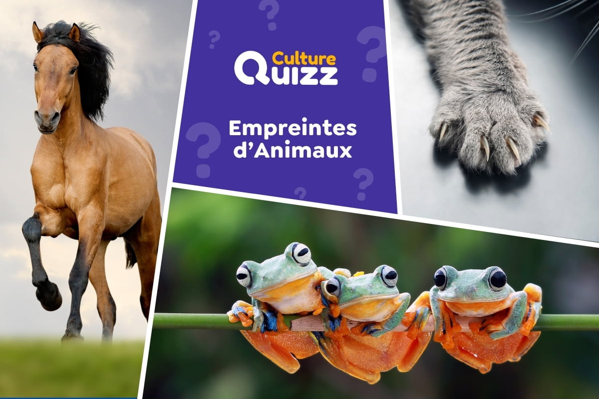 Quiz : Identifiez les Empreintes d’Animaux - Animaux | Culture Quizz