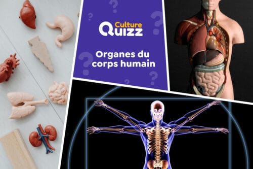Quiz : Identifiez les Organes du Corps Humain par la description ...