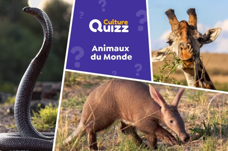 Quiz Animaux du Monde #7 - Animaux - niveau Moyen | Culture Quizz