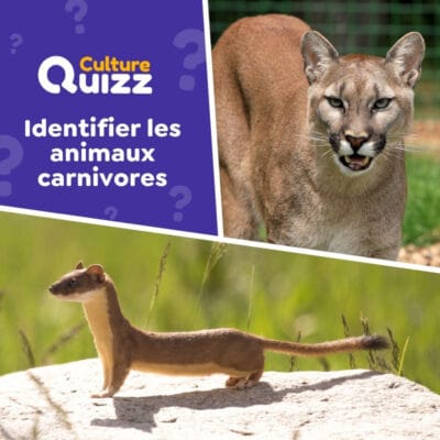 Quiz spécial sur les Pandas - Animaux - Niveau Facile | Culture Quizz
